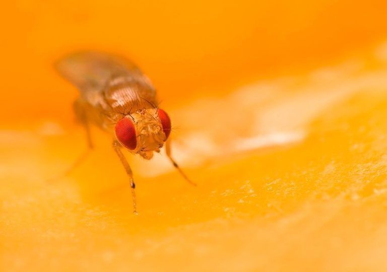 Fruit flies in citrus fruits : Frutas Poveda